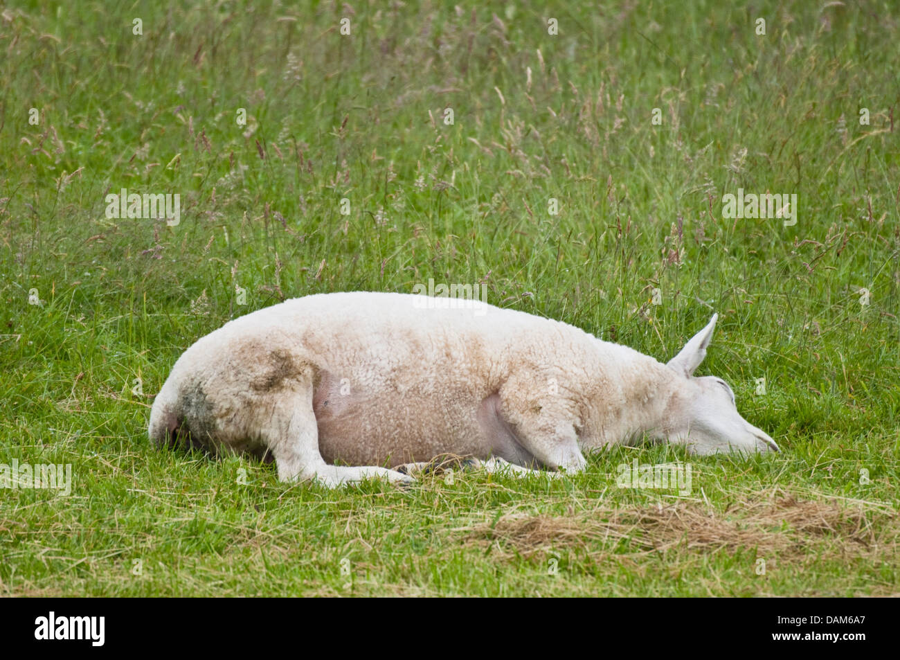 Sheep Lying Down Stock Photos & Sheep Lying Down Stock Images - Alamy