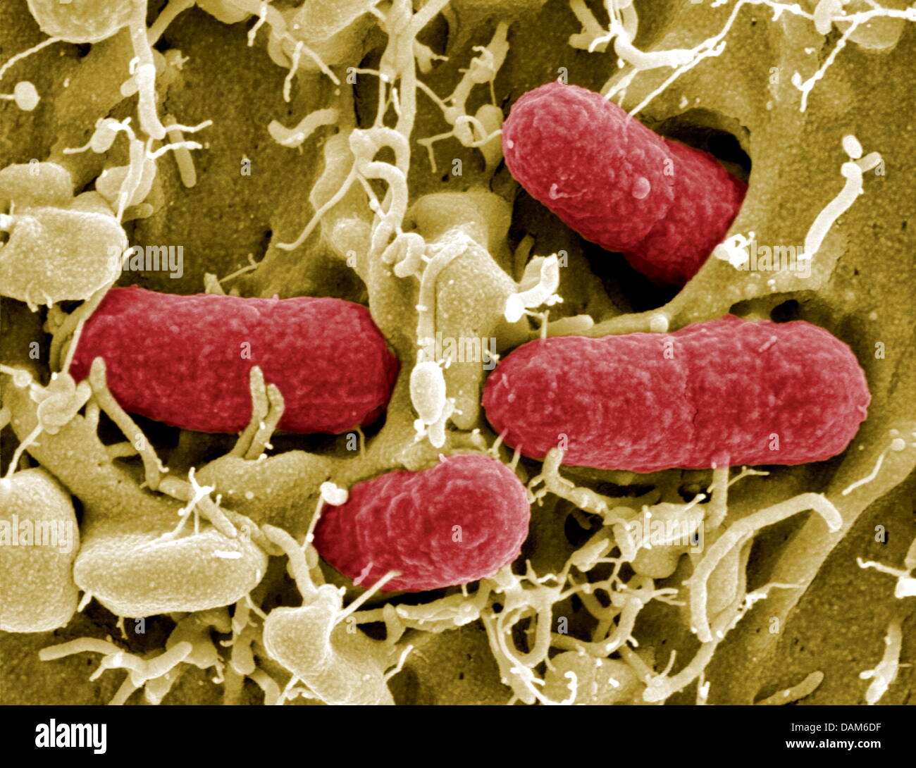 An undated handout file of the Helmholtz Centre for Infection Research ...