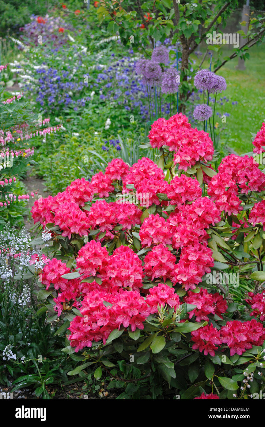 rhododendron (Rhododendron 'Nova Zembla', Rhododendron Nova Zembla ... rhododendron (Rhododendron 'Nova Zembla', Rhododendron Nova Zembla ...