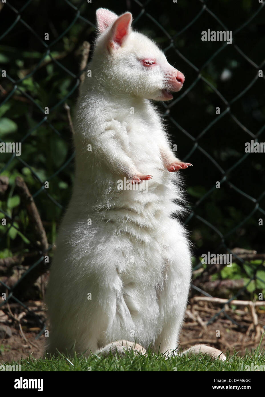 The Bennett's Wallaby 'Alberta' is pictured in its enclosure at the ...