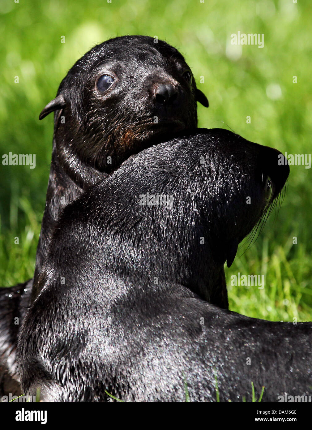 Two baby sea bears sit on a strip of grass at the Leipzig zoo, Germany ...