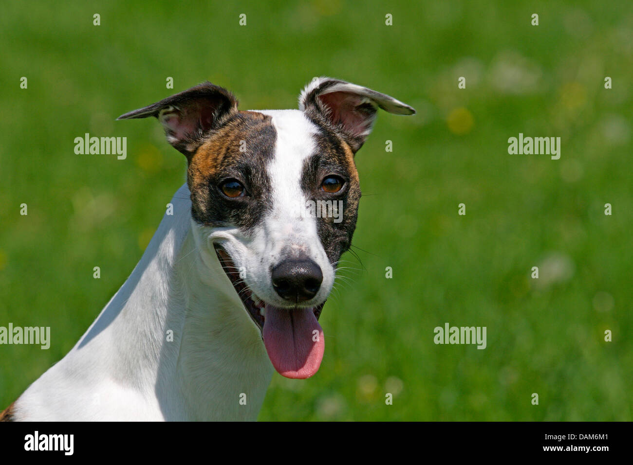 Whippets breeds hi-res stock photography and images - Alamy