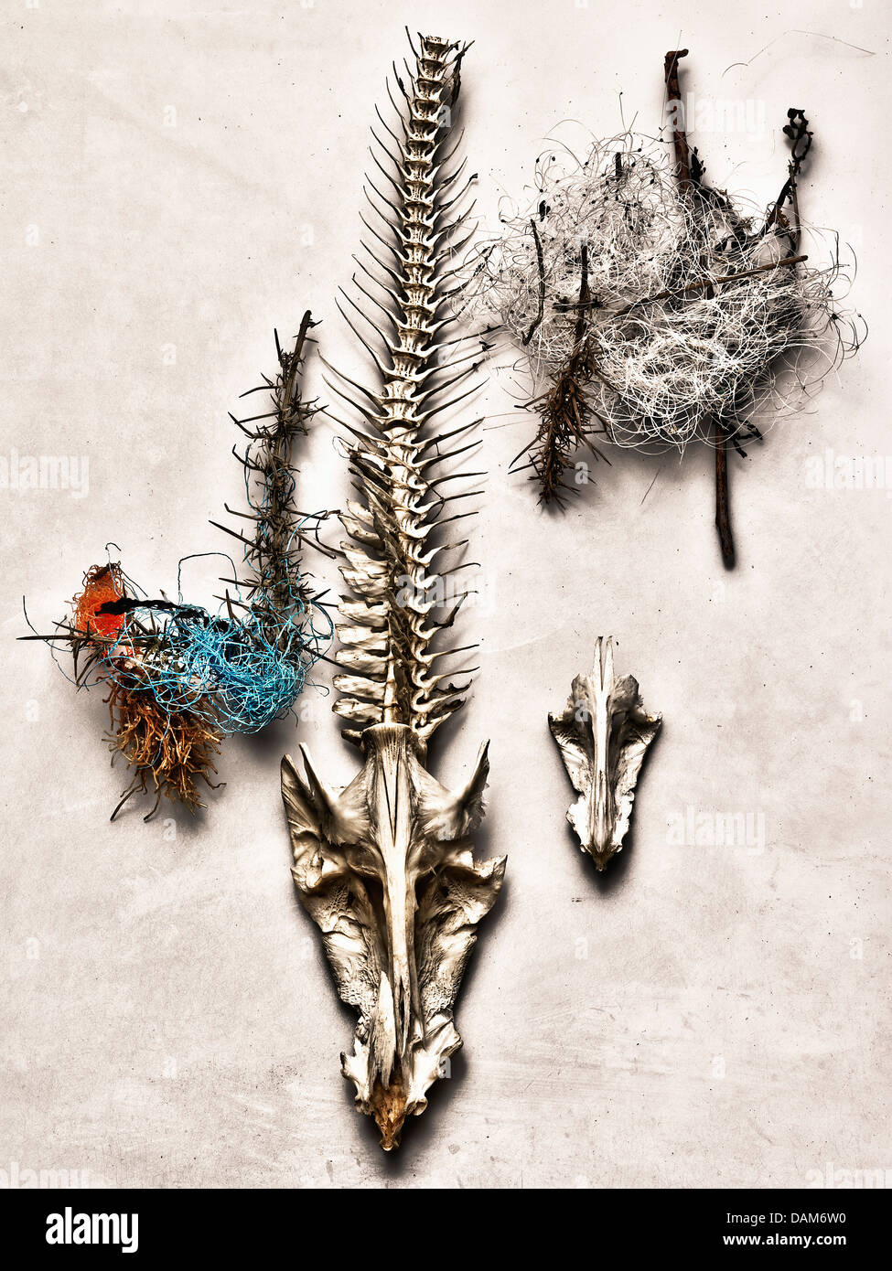 Fish skull hi-res stock photography and images - Alamy