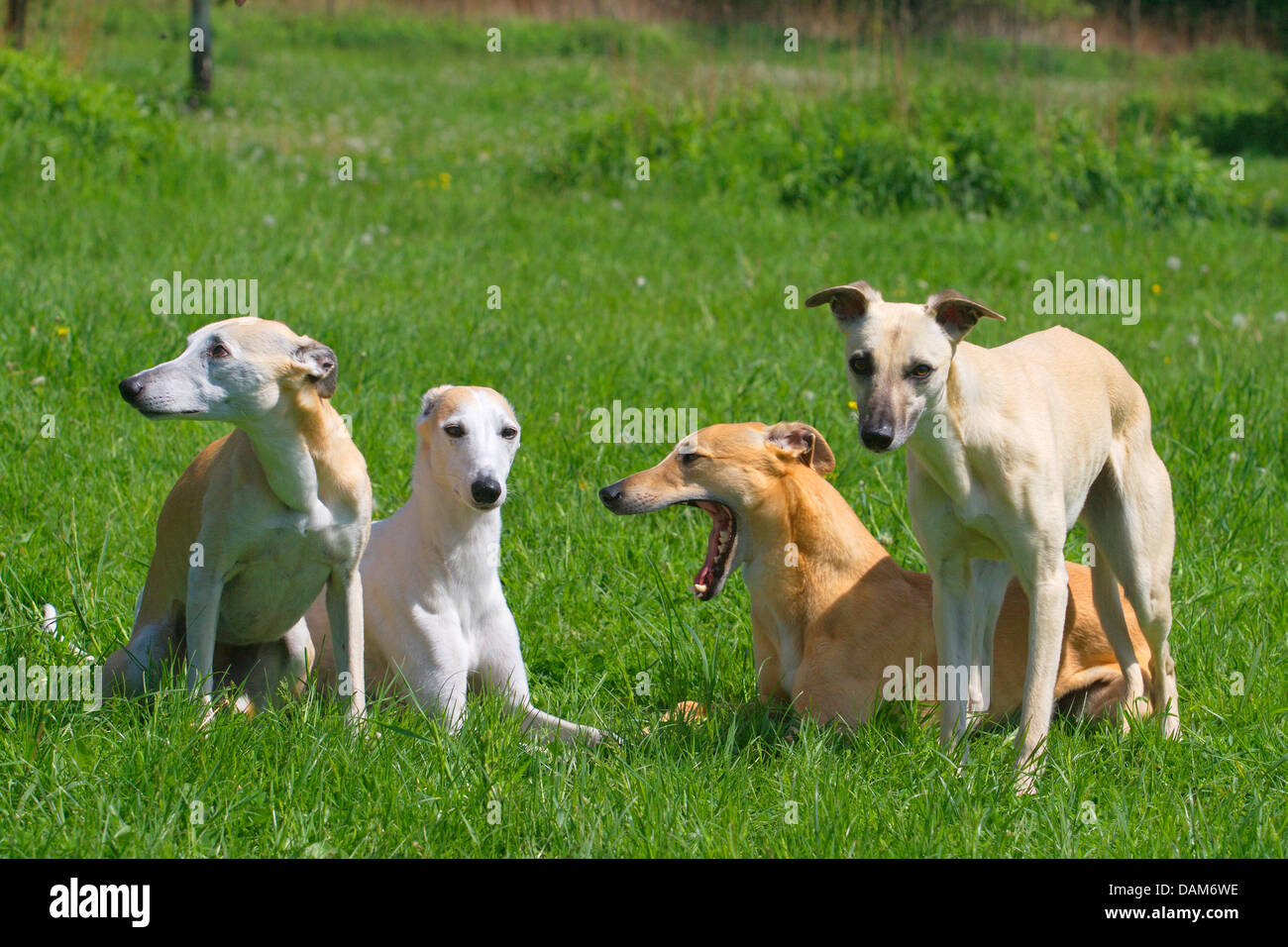 Whippet hi-res stock photography and images - Alamy