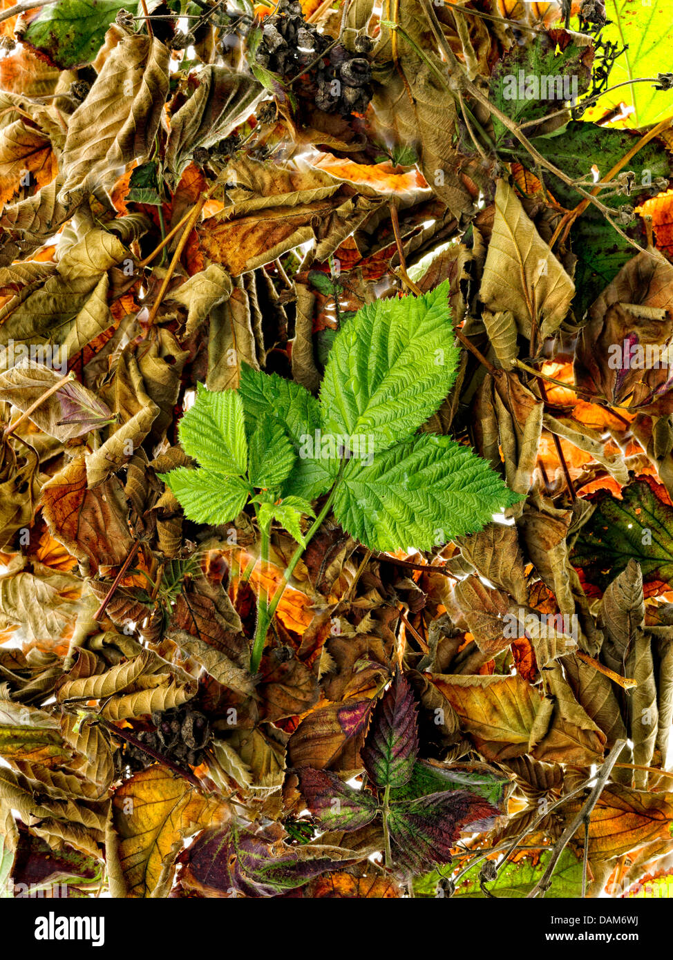 Blackberry foliage hi-res stock photography and images - Alamy
