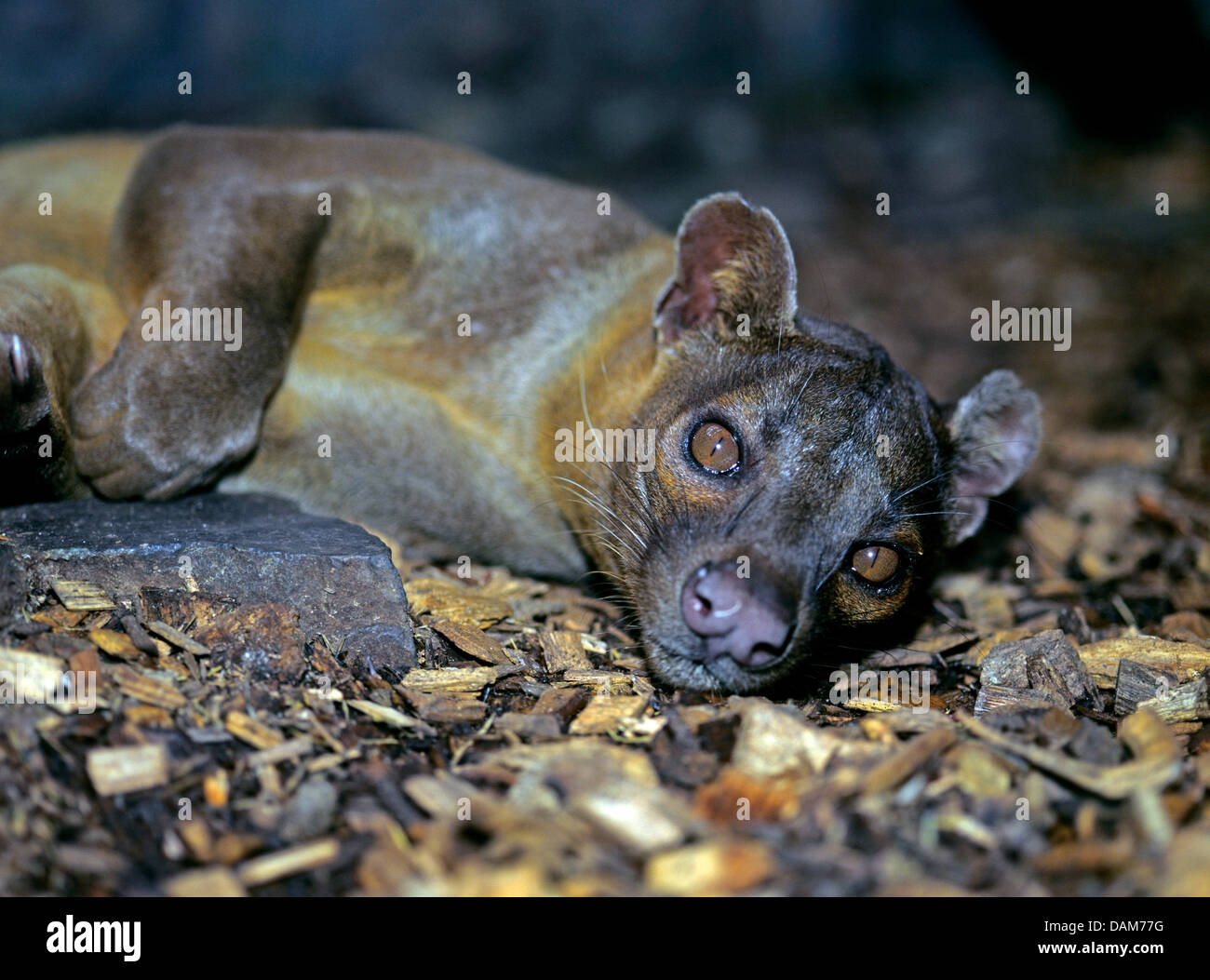 fossa (Cryptoprocta ferox), lying Stock Photo - Alamy