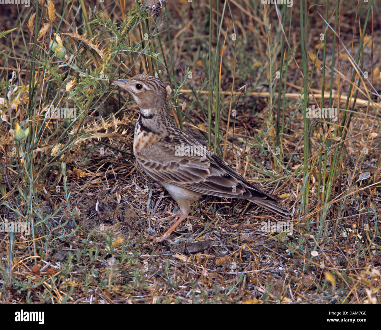calandra lark (Melanocorypha calandra), at its nest, Greece Stock Photo ...