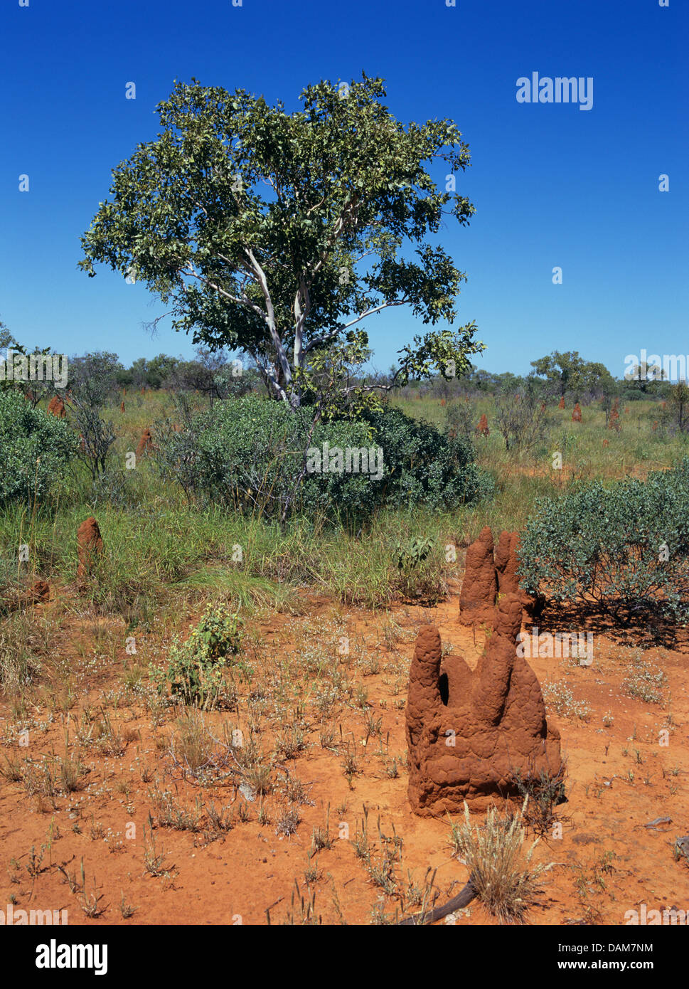 termite (Isoptera), Termites' nests in Australia, Australia ...