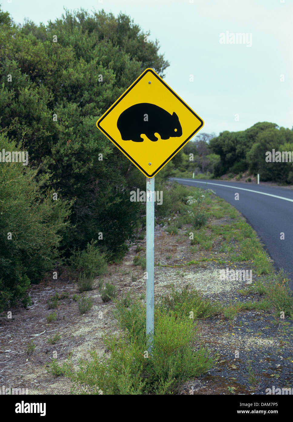 Street warning sign for wombats in Australia, Australia Stock Photo - Alamy