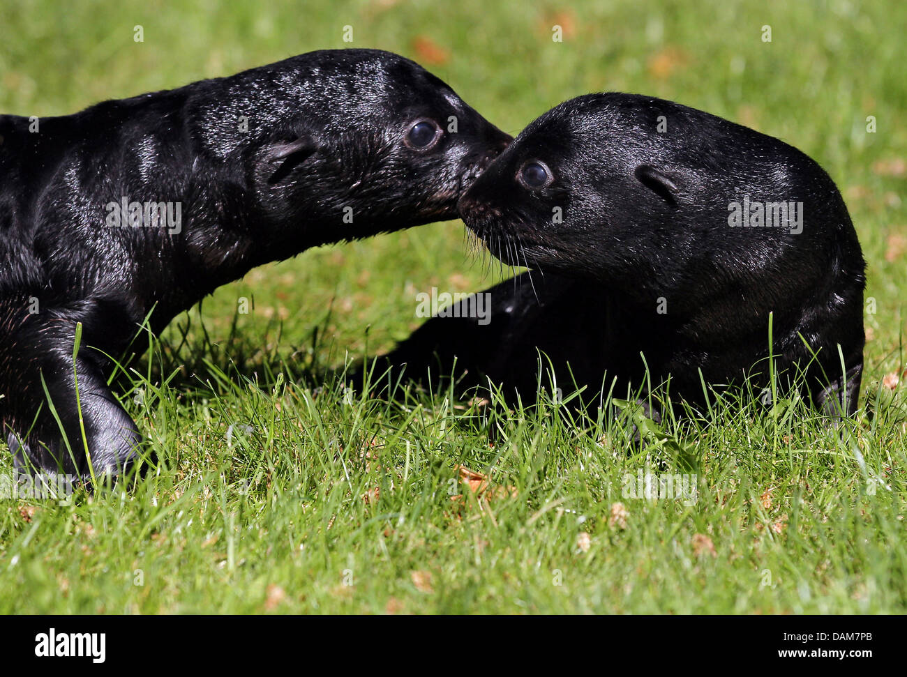 Two baby sea bears sit on a strip of grass at the Leipzig zoo, Germany ...