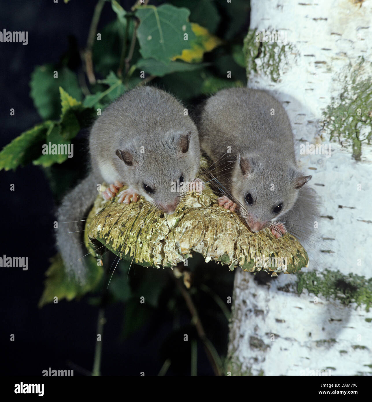 Two edible dormice sitting on fungus at birch tree hi-res stock ...