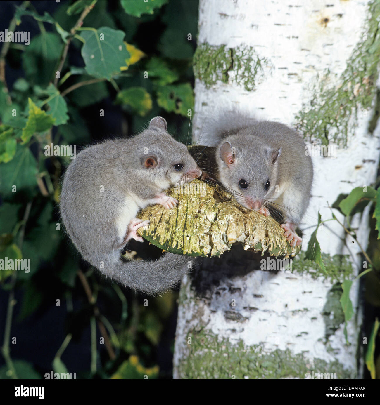 Two edible dormice sitting on fungus at birch tree hi-res stock ...