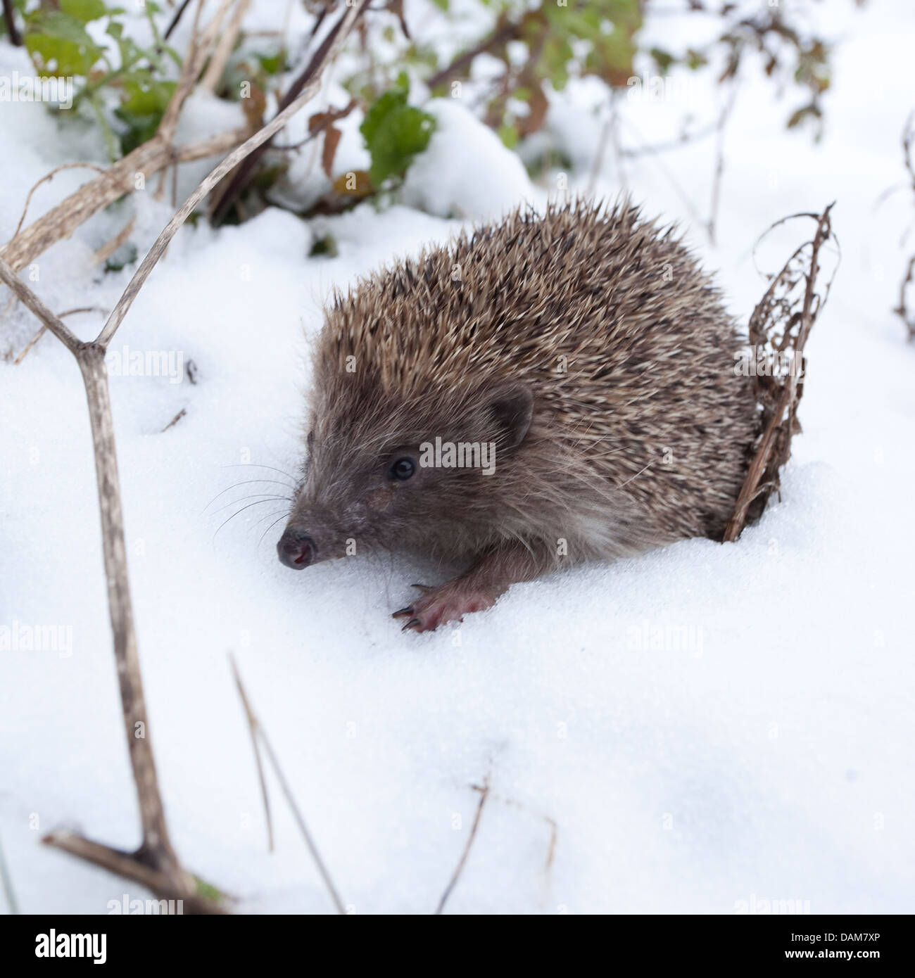 European hedgehog out in snow Stock Photo - Alamy