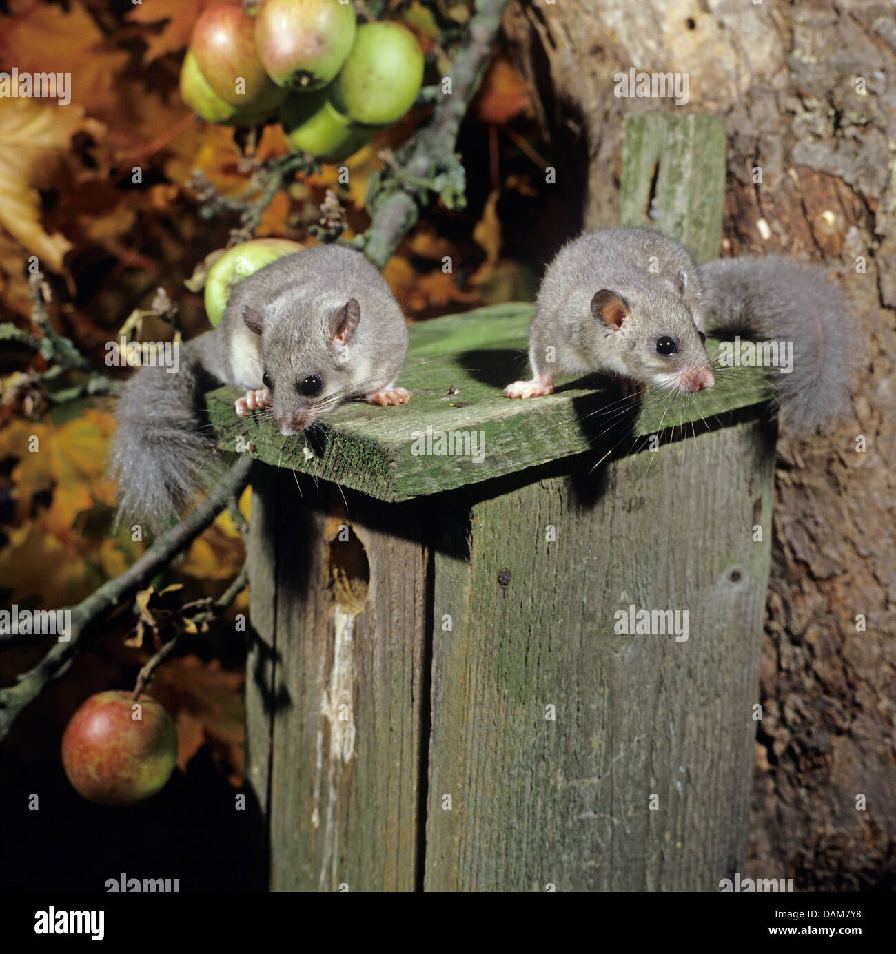 edible dormouse, edible commoner dormouse, fat dormouse, squirrel ...