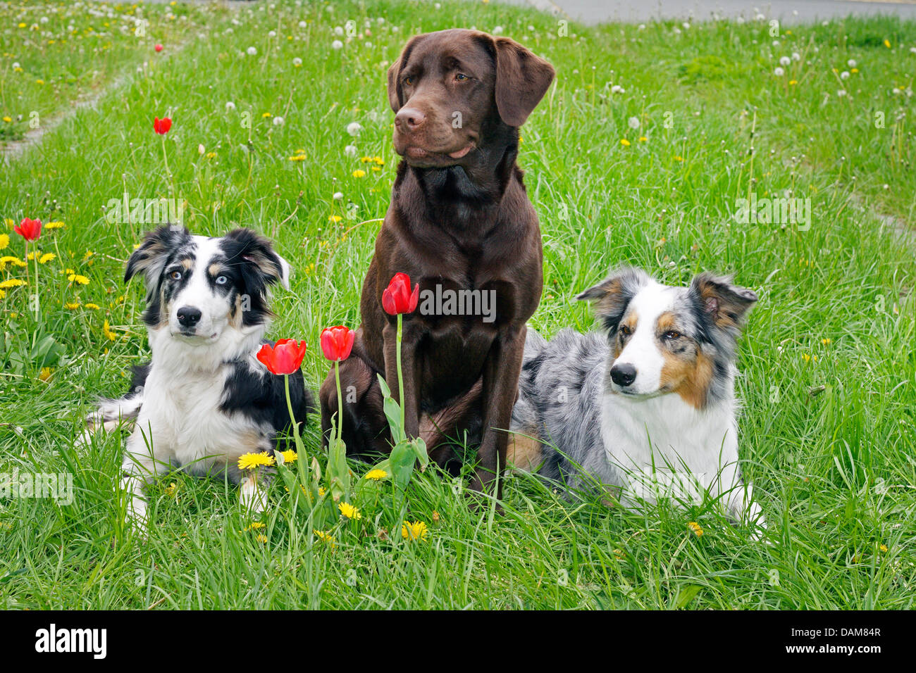 Australian Shepherd Lab Mix Brown