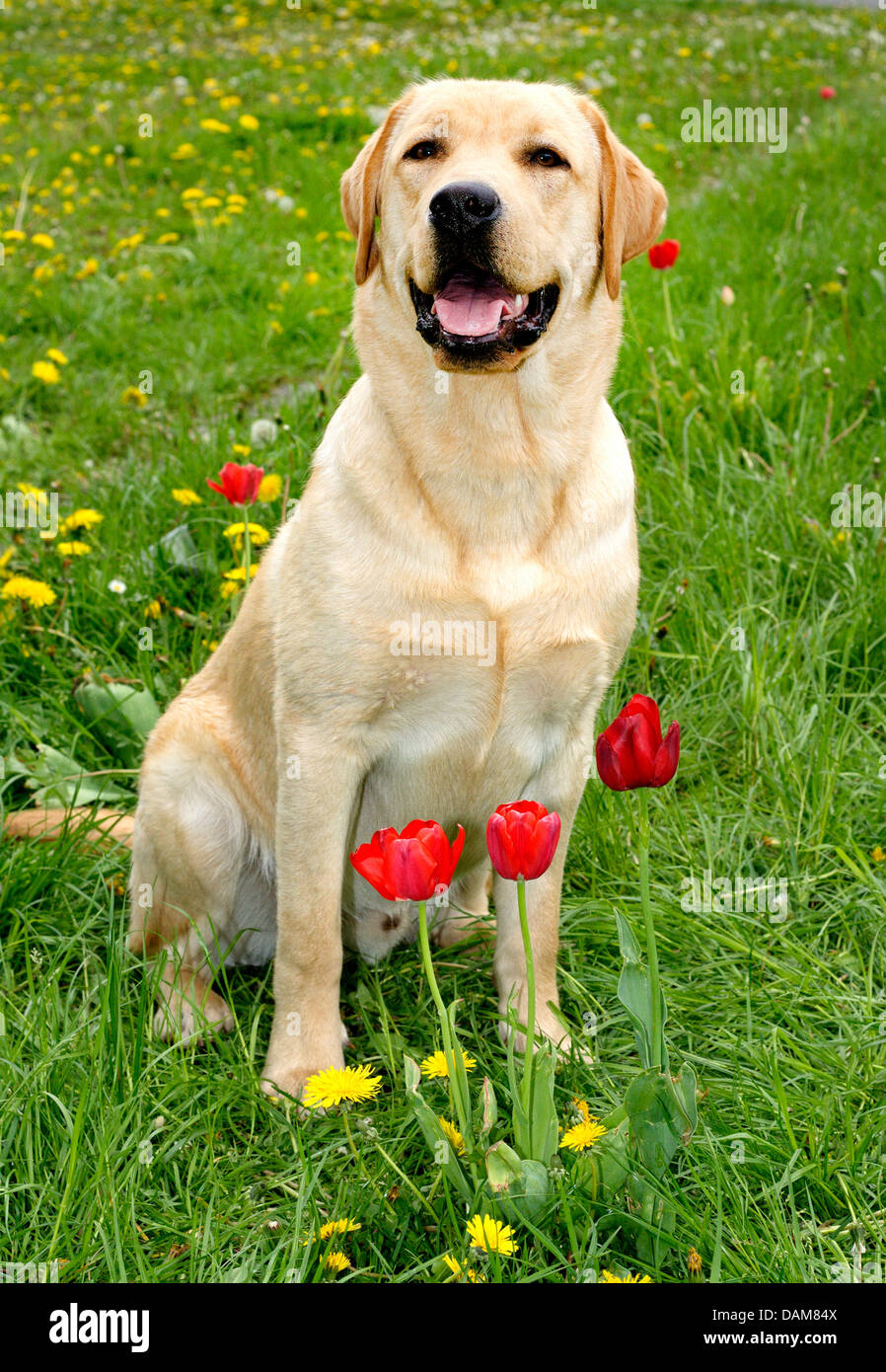 Labrador Retriever (Canis lupus f. familiaris), nine month old male ...