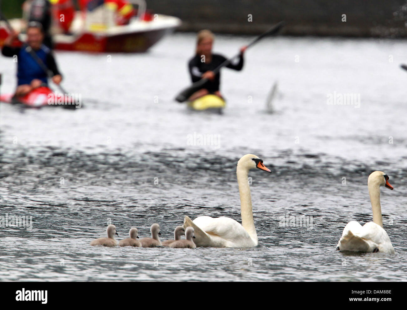 A family of swans swims across the regatta course past kayakers in ...