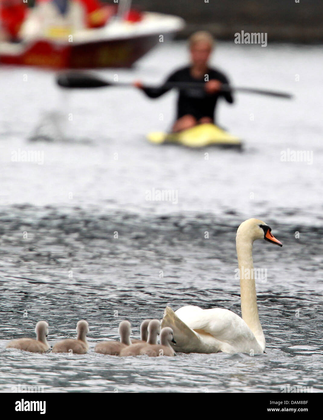 A family of swans swims across the regatta course past kayakers in ...