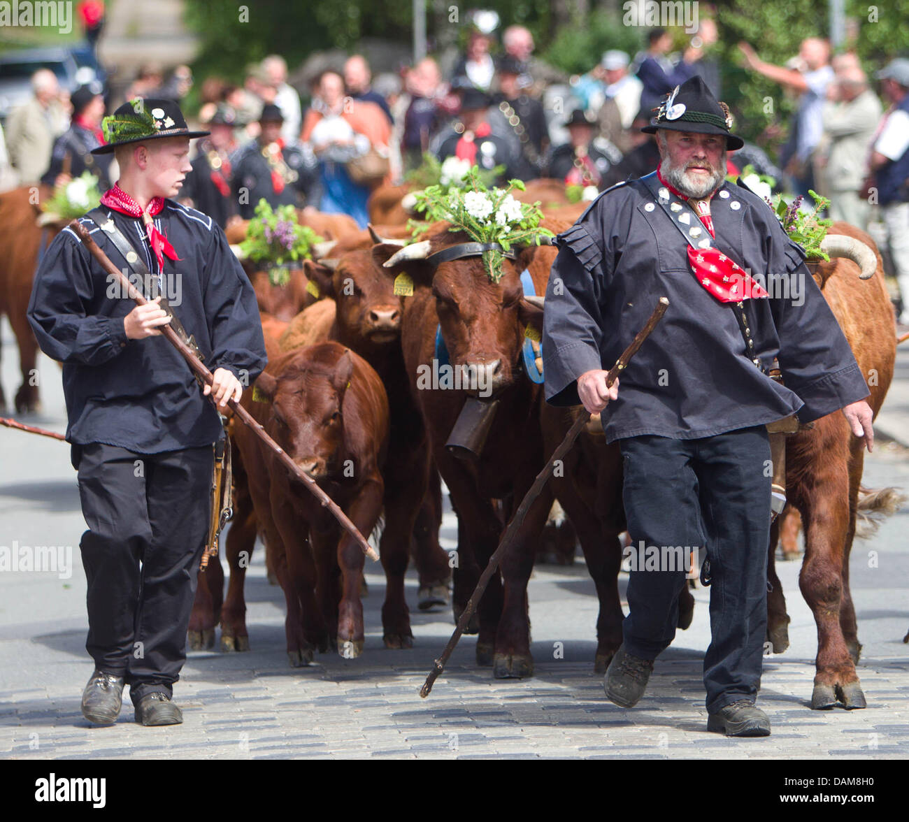 Shepherds walk Harz Red mountain cattle through the streets during the ...