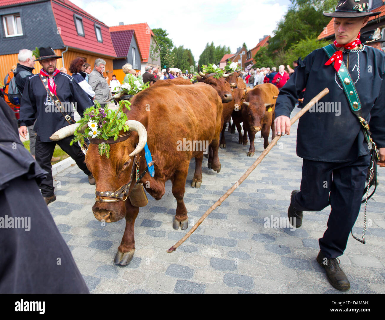 Shepherds walk Harz Red mountain cattle through the streets during the ...