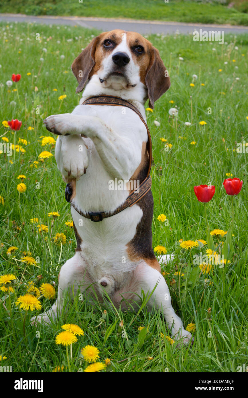 Beagle Canis Lupus F Familiaris Five Year Old Male Beagle Standing Erect In A Flower Meadow