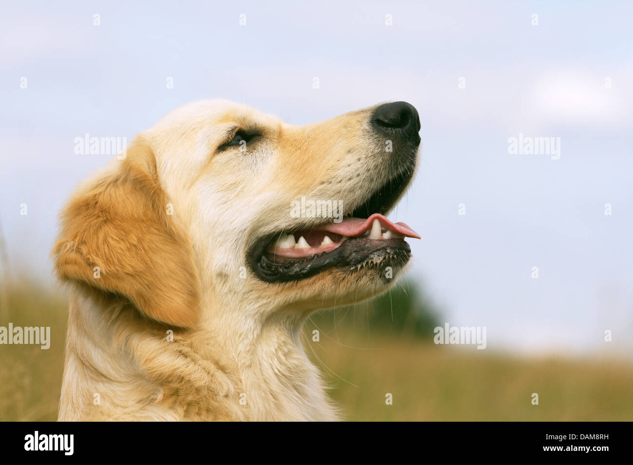 Golden Retriever (Canis lupus f. familiaris), portrait, Germany Stock ...