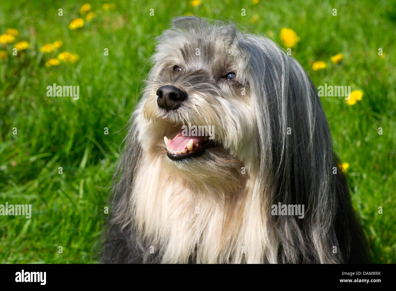 Little lion dog hi-res stock photography and images - Alamy