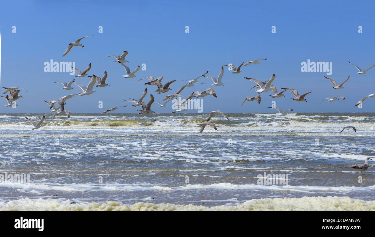 Flock gulls flying over sea hi-res stock photography and images - Alamy
