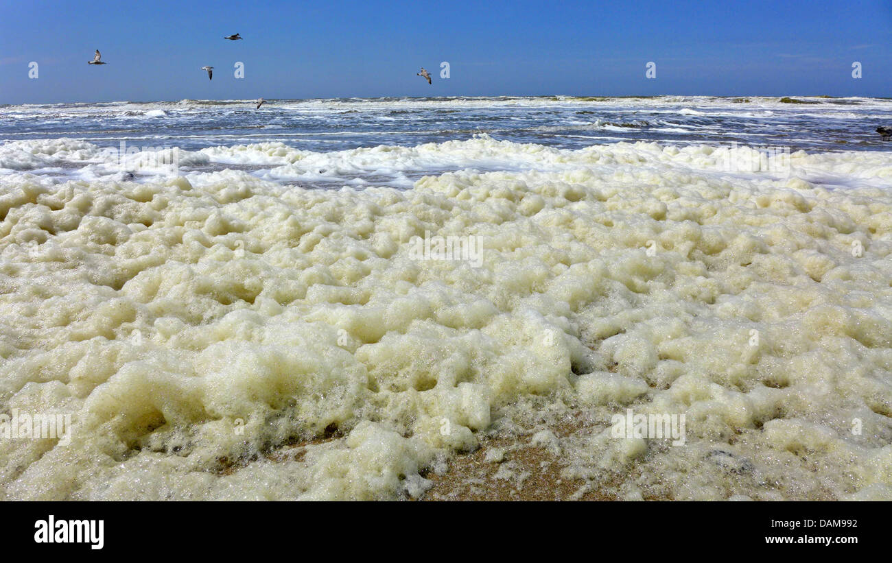 Phaeocystis globosa hi-res stock photography and images - Alamy