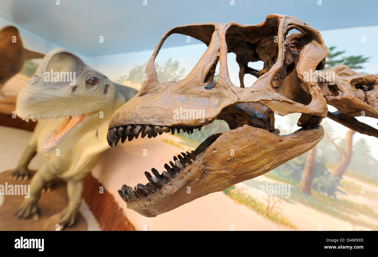Dinosuar museum hi-res stock photography and images - Alamy