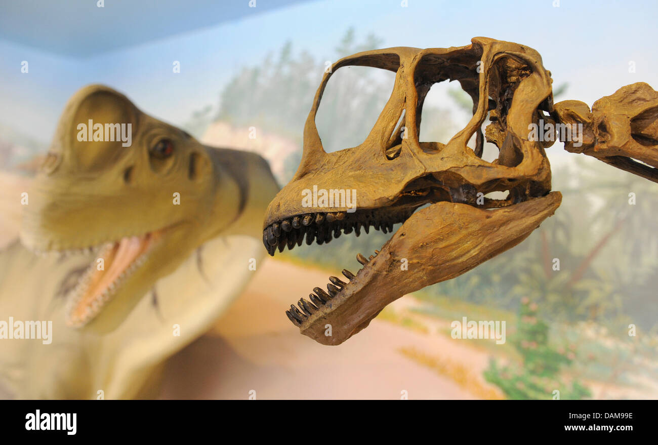 Europasaurus hi-res stock photography and images - Alamy