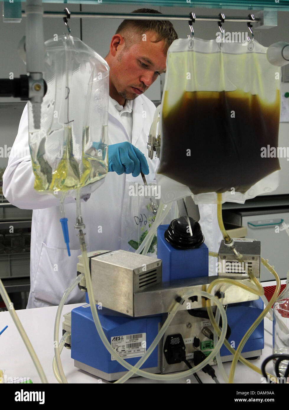 Due to the recent E. coli outbreak in germany, samples are tested for ...