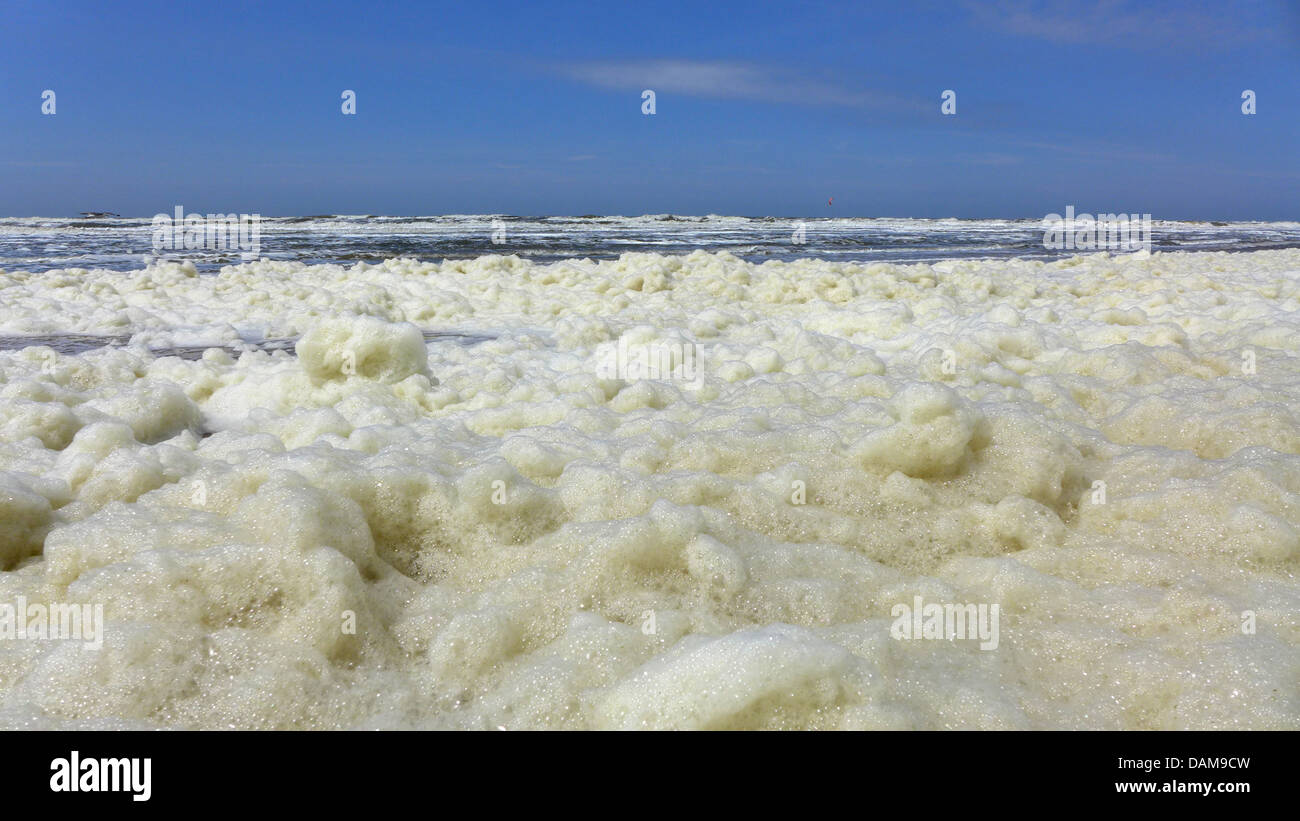Phaeocystis, foam at the North Sea Coast, Netherlands Stock Photo - Alamy
