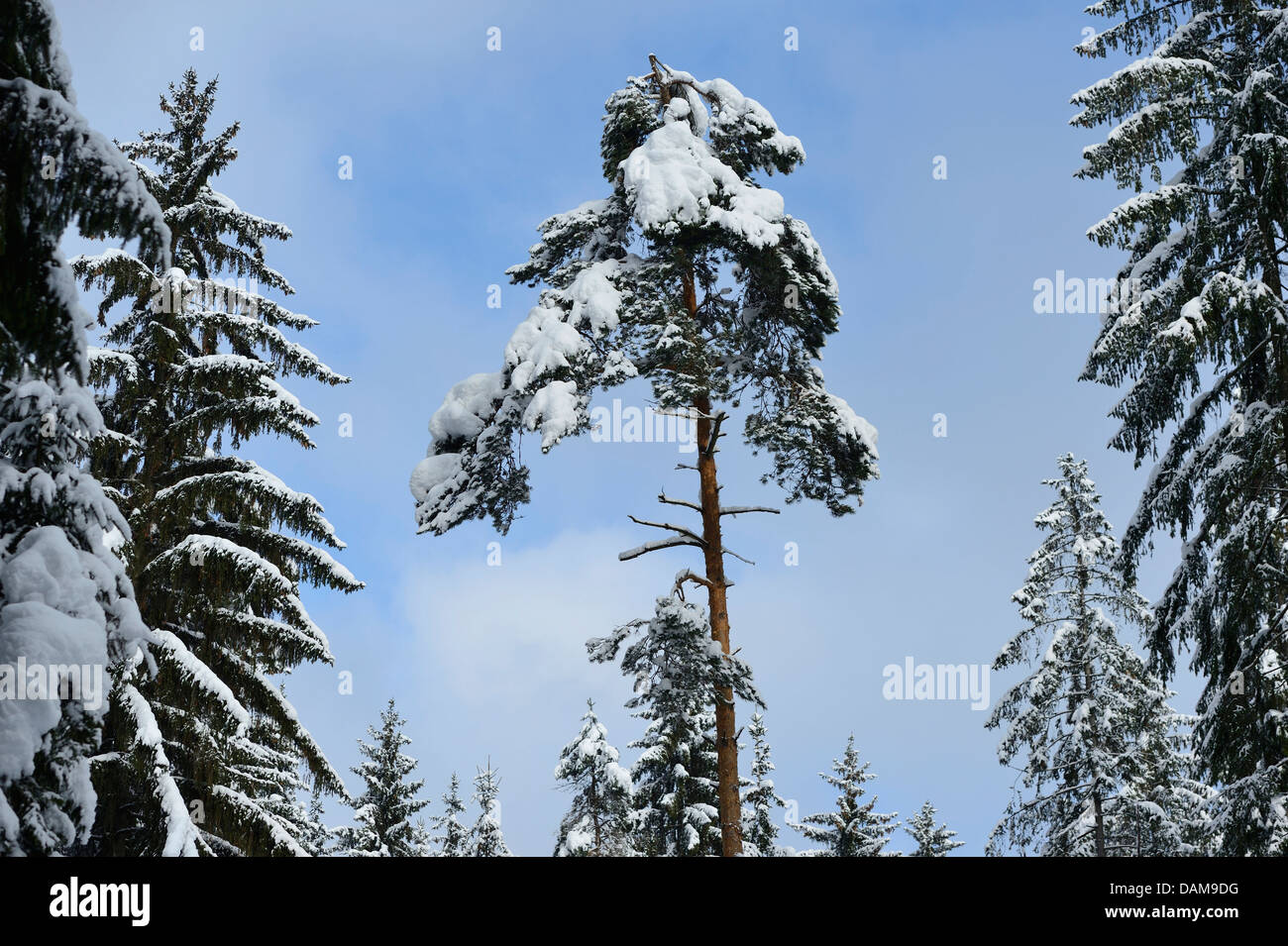 Scotch pine, Scots pine (Pinus sylvestris), snow-covered pine, Germany ...