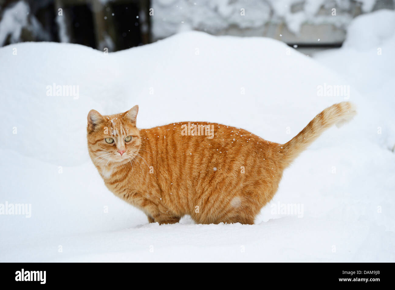 domestic cat, house cat (Felis silvestris f. catus), standing in the ...