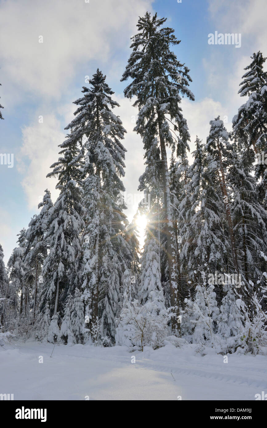 Snowbound picea abies trees hi-res stock photography and images - Alamy