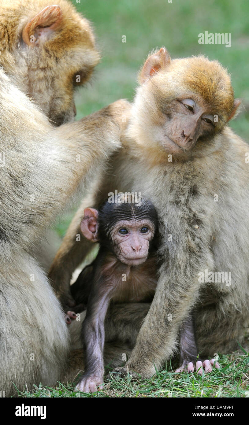 A two-week-old Barbary ape baby sits between its parents at the ...