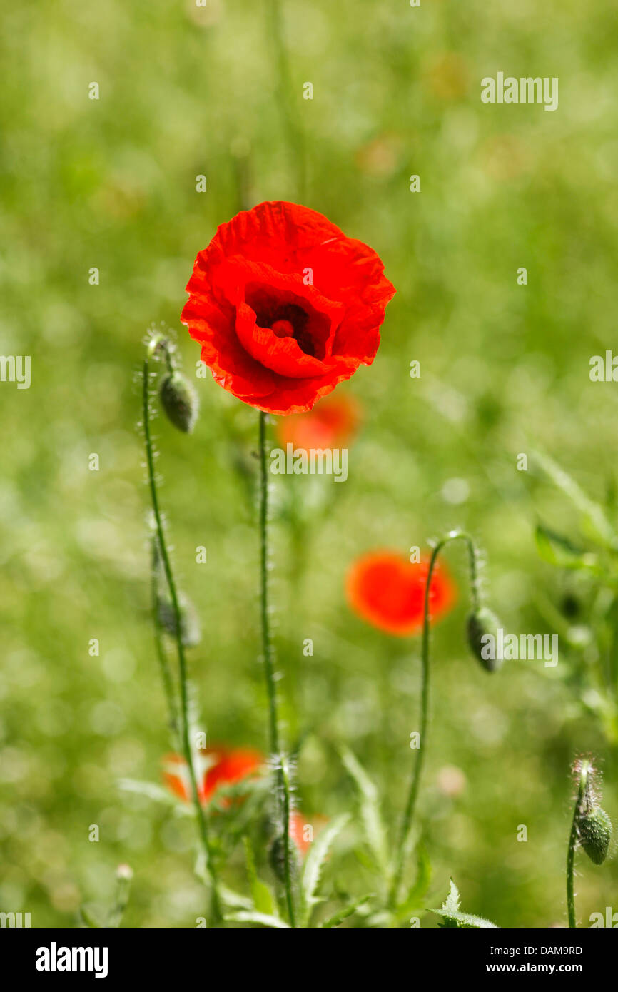 Germany, Corn poppies in wheat field Stock Photo - Alamy