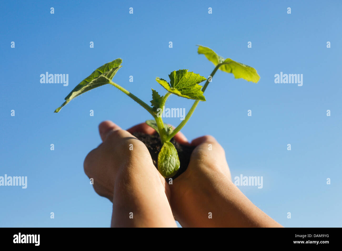 Human hands holding gourd hi-res stock photography and images - Alamy