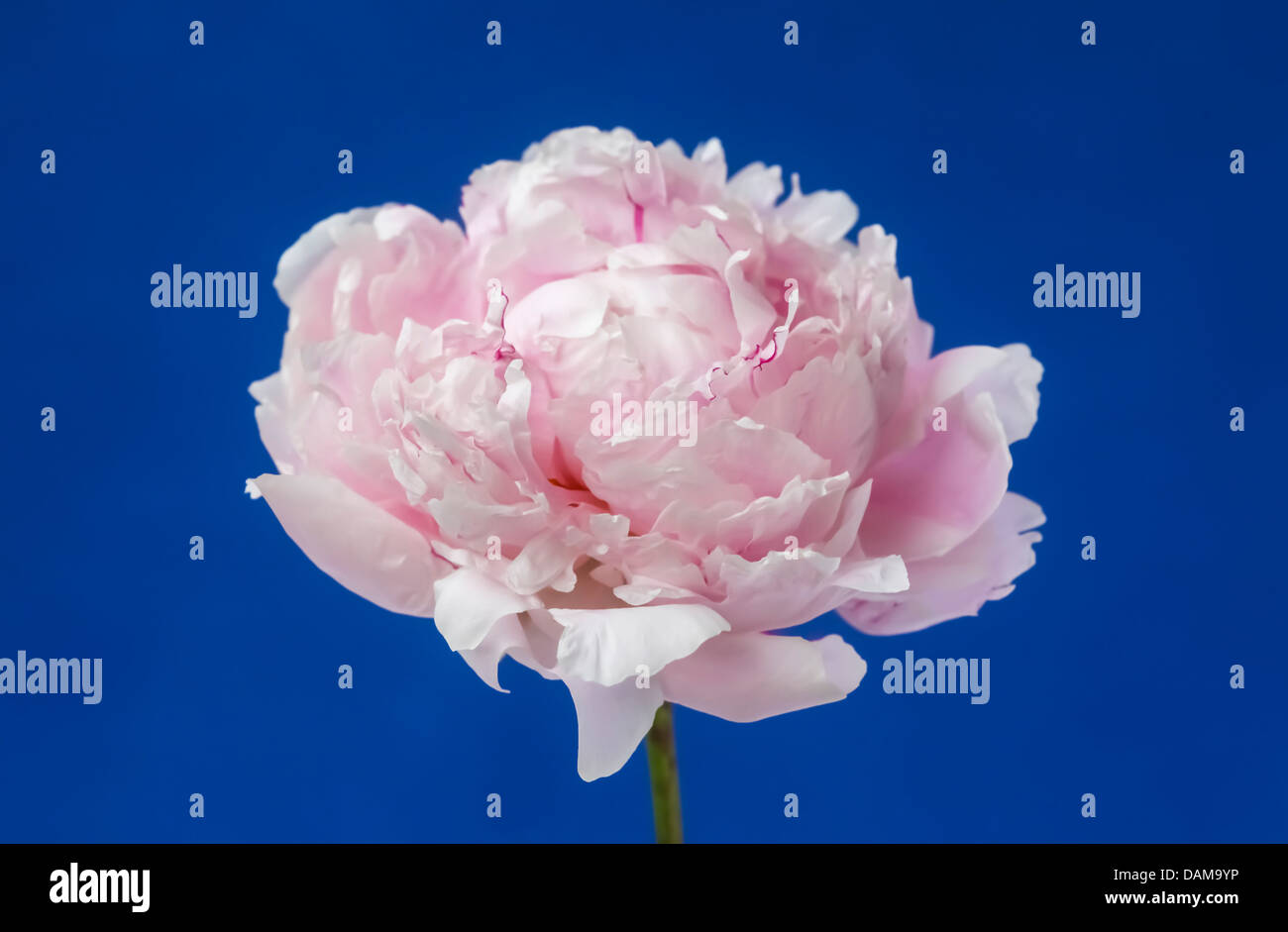 Blue peony hi-res stock photography and images - Alamy