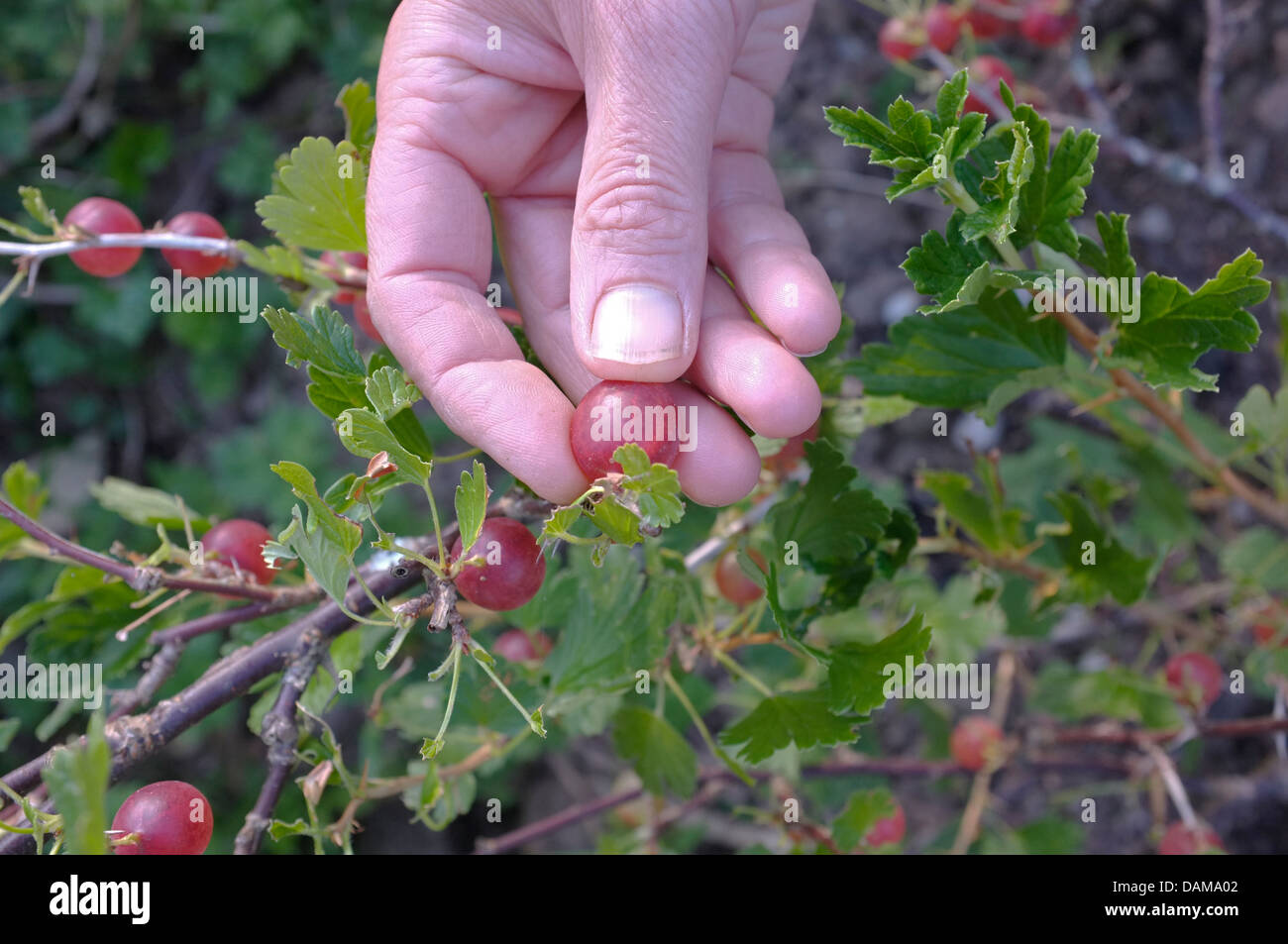 Picking red gooseberries Stock Photo - Alamy