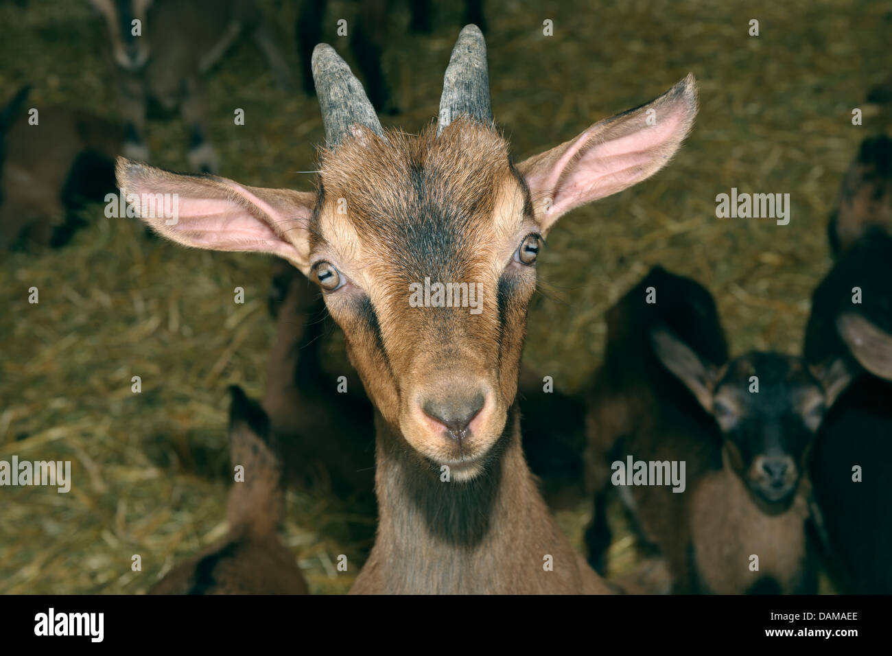 Germany, Baden Wuerttemberg, Goats in farm Stock Photo - Alamy
