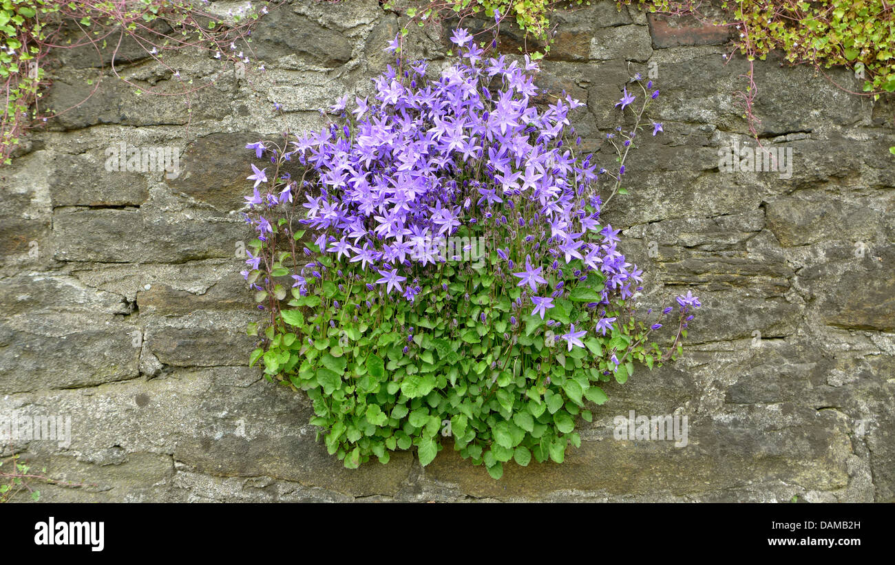 Serbian bellflower hi-res stock photography and images - Alamy