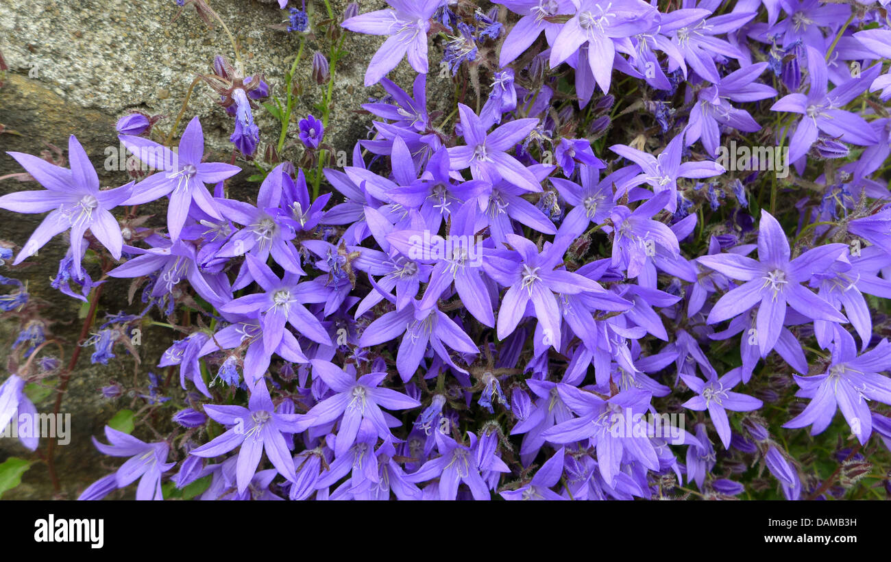 Poscharsky's bellflower, Serbian bellflower (Campanula poscharskyana ...