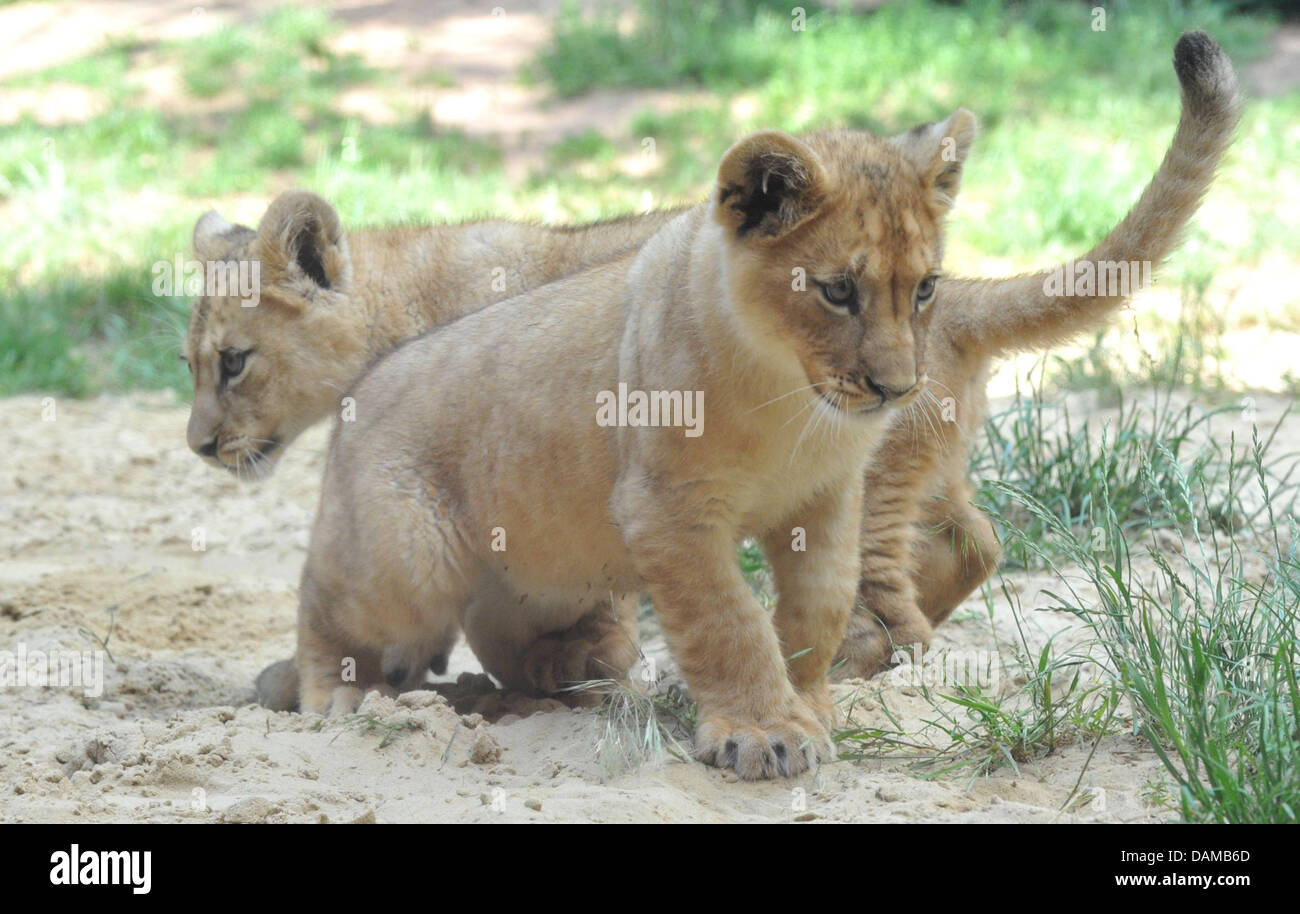 The Barbary lion cubs Zari and Joco play in their enclosure at the zoo ...