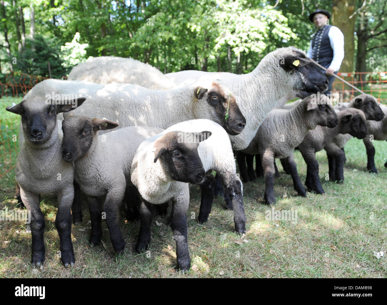 German sheep hi-res stock photography and images - Alamy