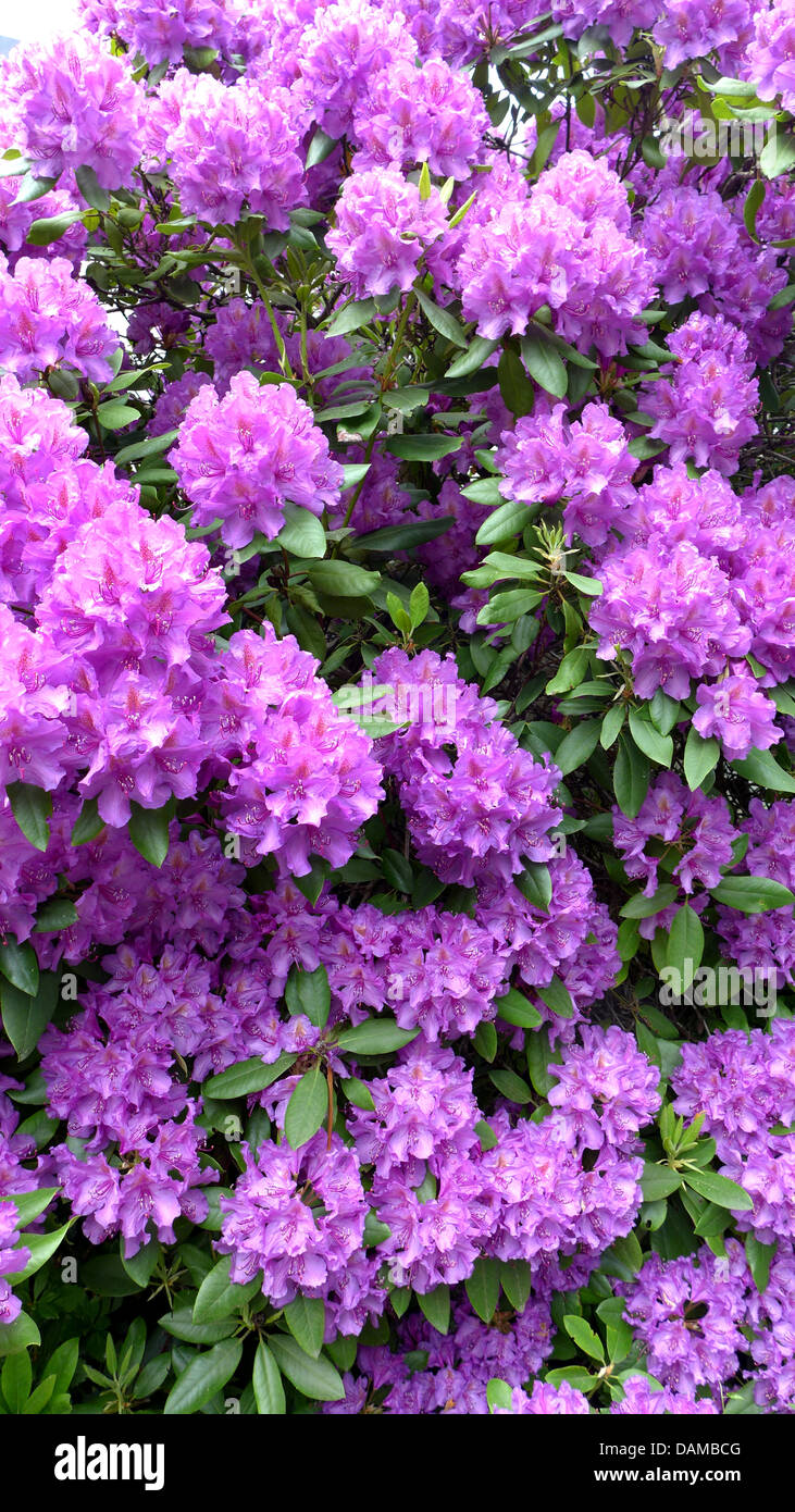 Catawba rhododendron, Catawba rose bay (Rhododendron catawbiense ...