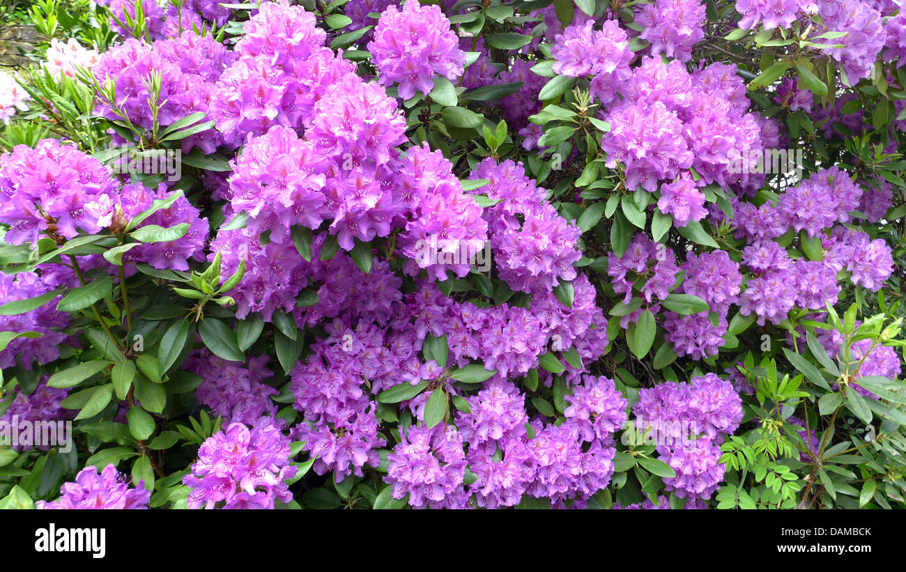 Catawba rhododendron, Catawba rose bay (Rhododendron catawbiense ...
