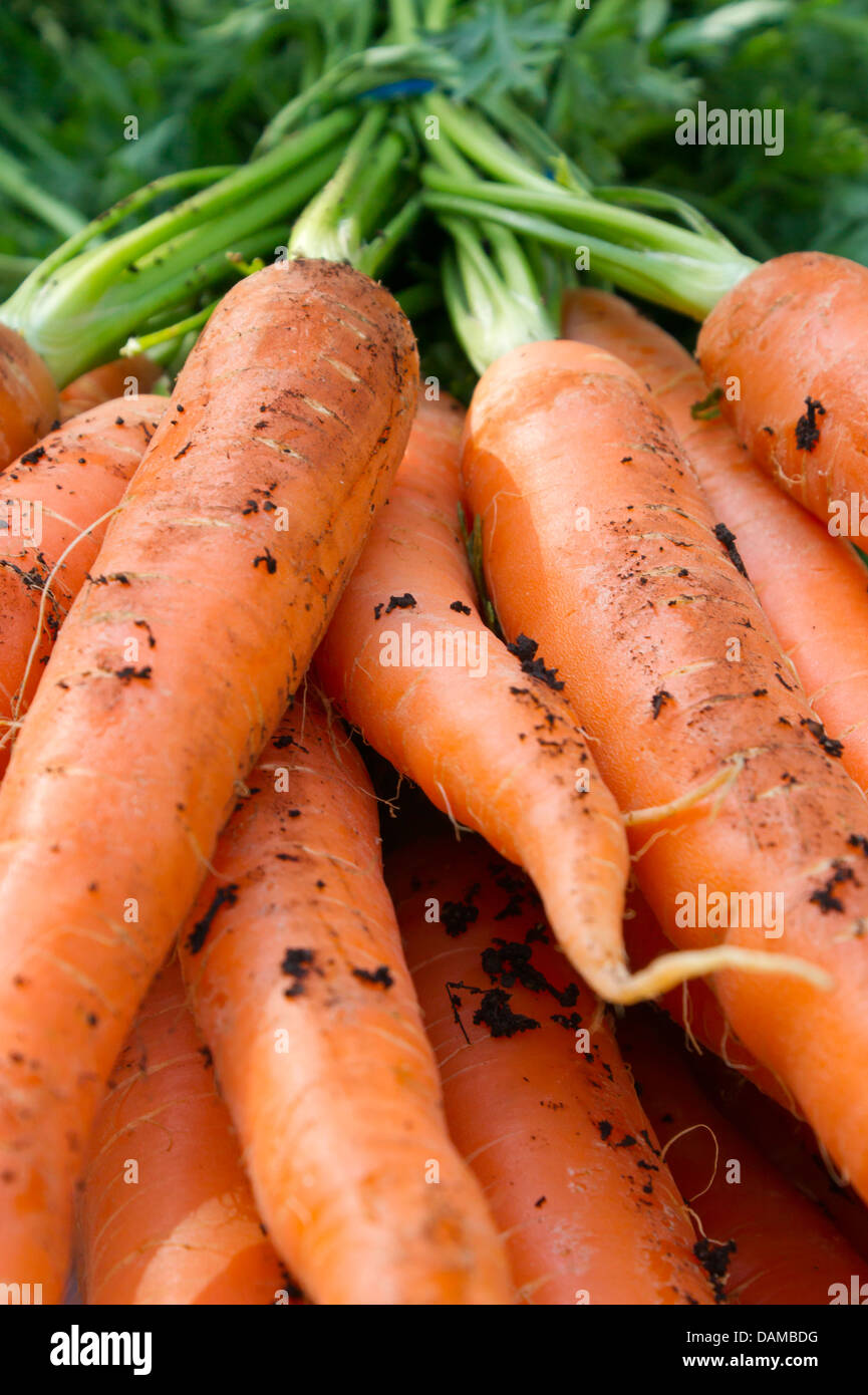 Bunch of Carrots, close up Stock Photo - Alamy