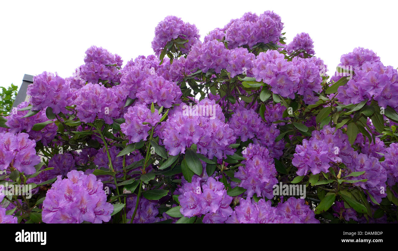 Catawba rhododendron, Catawba rose bay (Rhododendron catawbiense ...